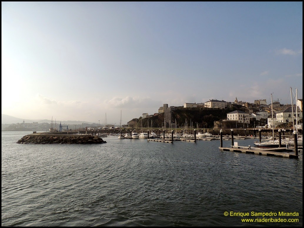 Ría de Ribadeo: Mergullón real (Podiceps auritus) na Ría de Ribadeo