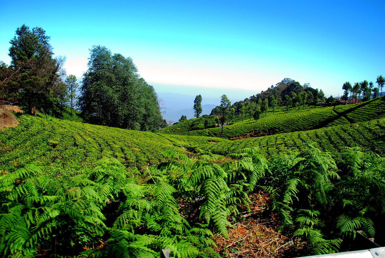 Social TeaV Blogs if need to go back type www.SocialTeaV.Net: ROBERT ...