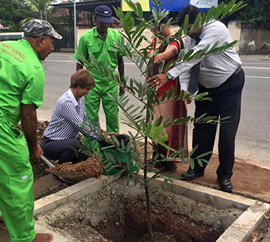 Thimbiri trees to Thimbirigasyaya which is devoid of Thimbiri trees