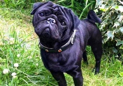 Four legged friends (and enemies): Family pug killed in horrific dog ...