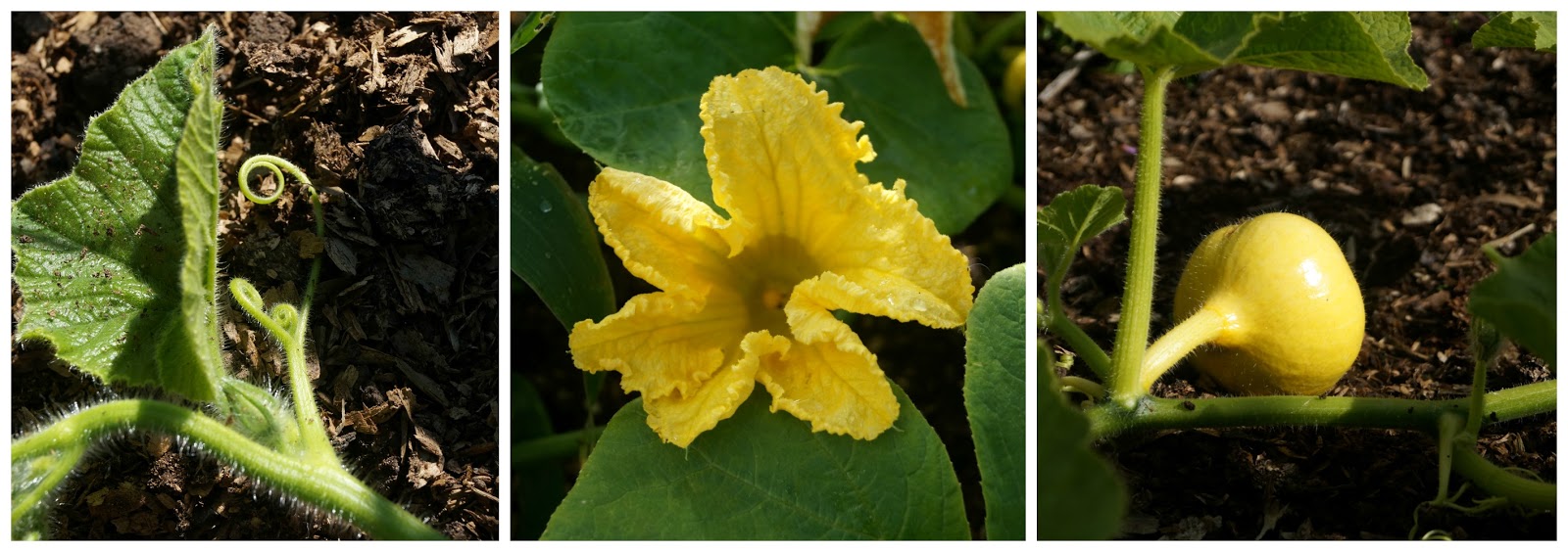 Grow Our Own ~ an ecotherapy blog: July allotment recap (1 of 2)