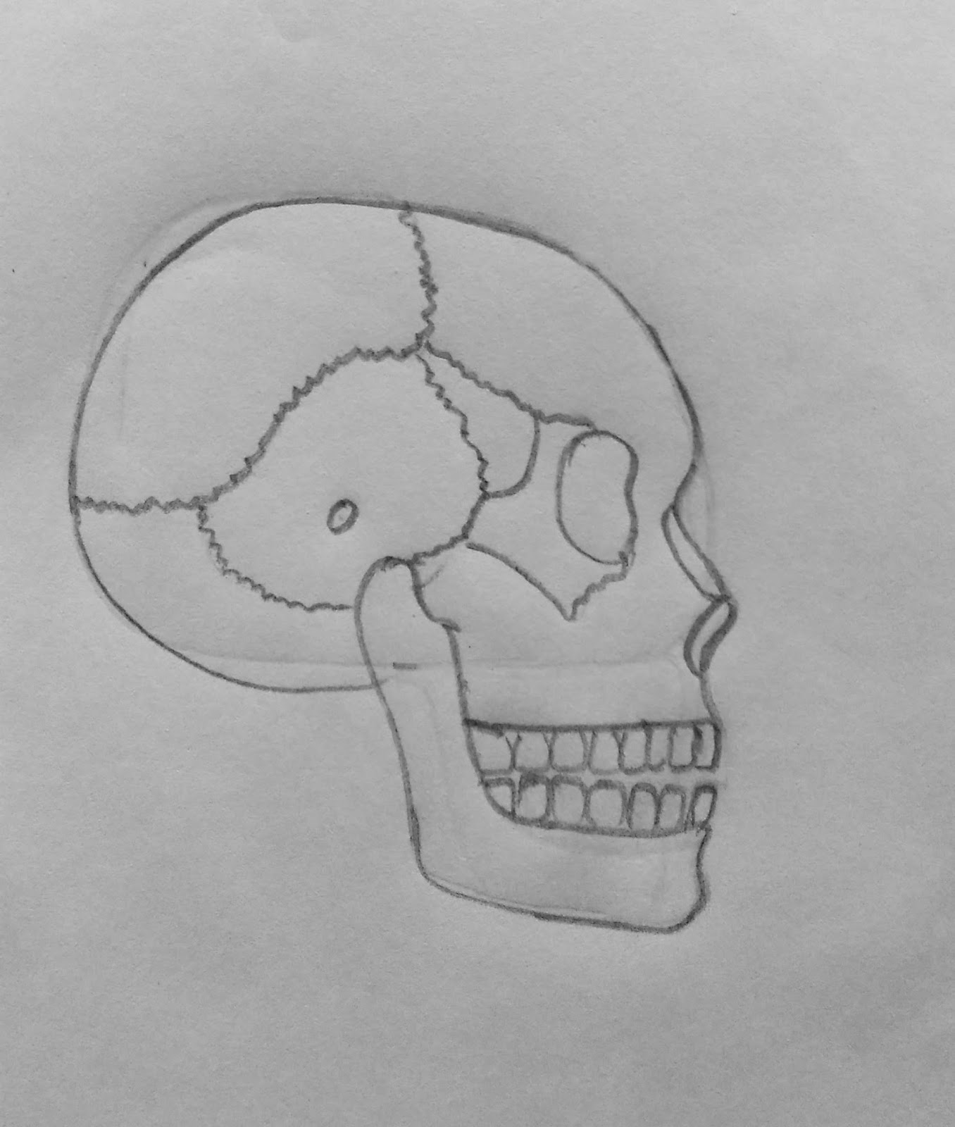 DRAW IT NEAT: How to draw Skull 💀 diagram - CBSE, NCERT