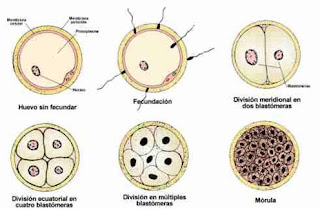 Aprende un poco mas sobre la biologia: Desarrollo embrionario y etapas