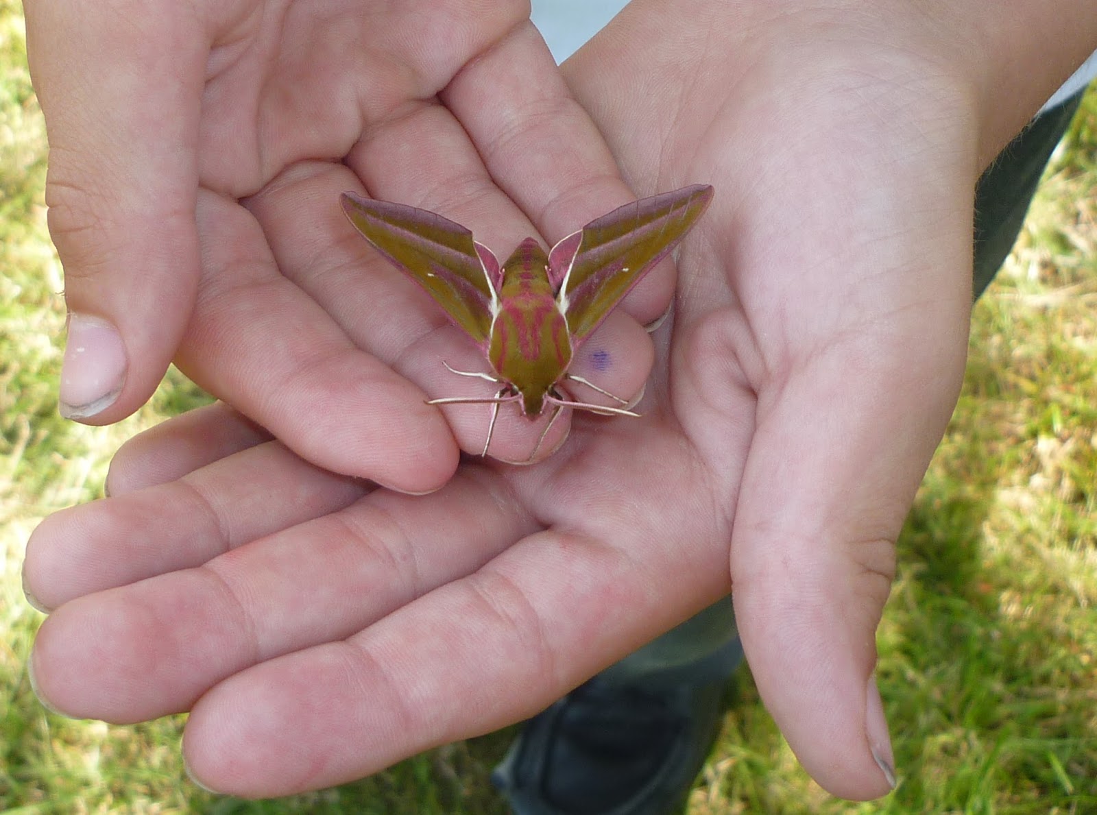 Leigh Ornithological Society: 07/17/13