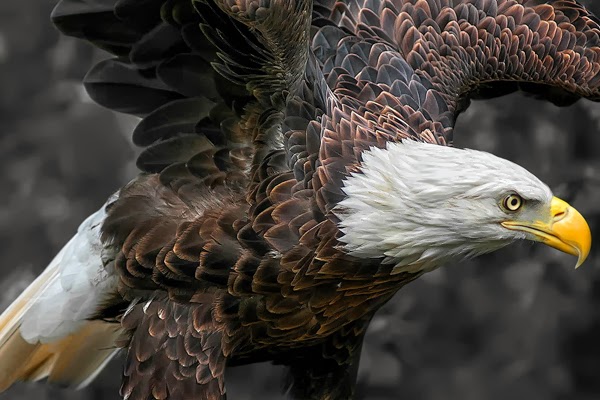 Eagles: Amazing eagle pictures