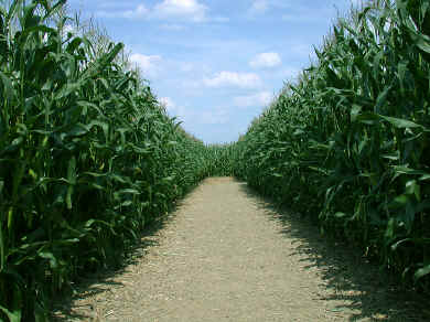 All About Farming: How To Plant Corn