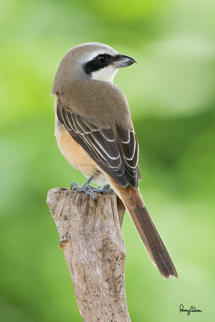 Romy Ocon's Wild Birds of the Philippines: Brown Shrike