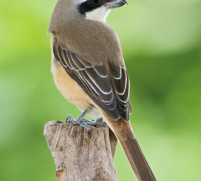 Romy Ocon's Wild Birds of the Philippines: Brown Shrike