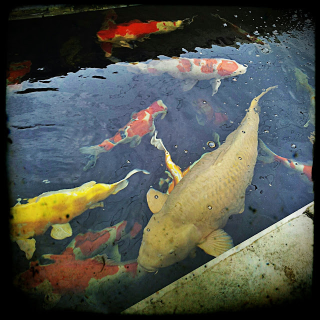 Pushy Galore: Japanese Koi Company