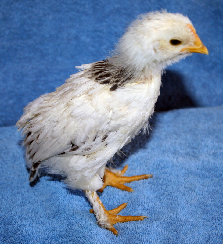 Jack's Henhouse: The Chicks Are One Month Old!