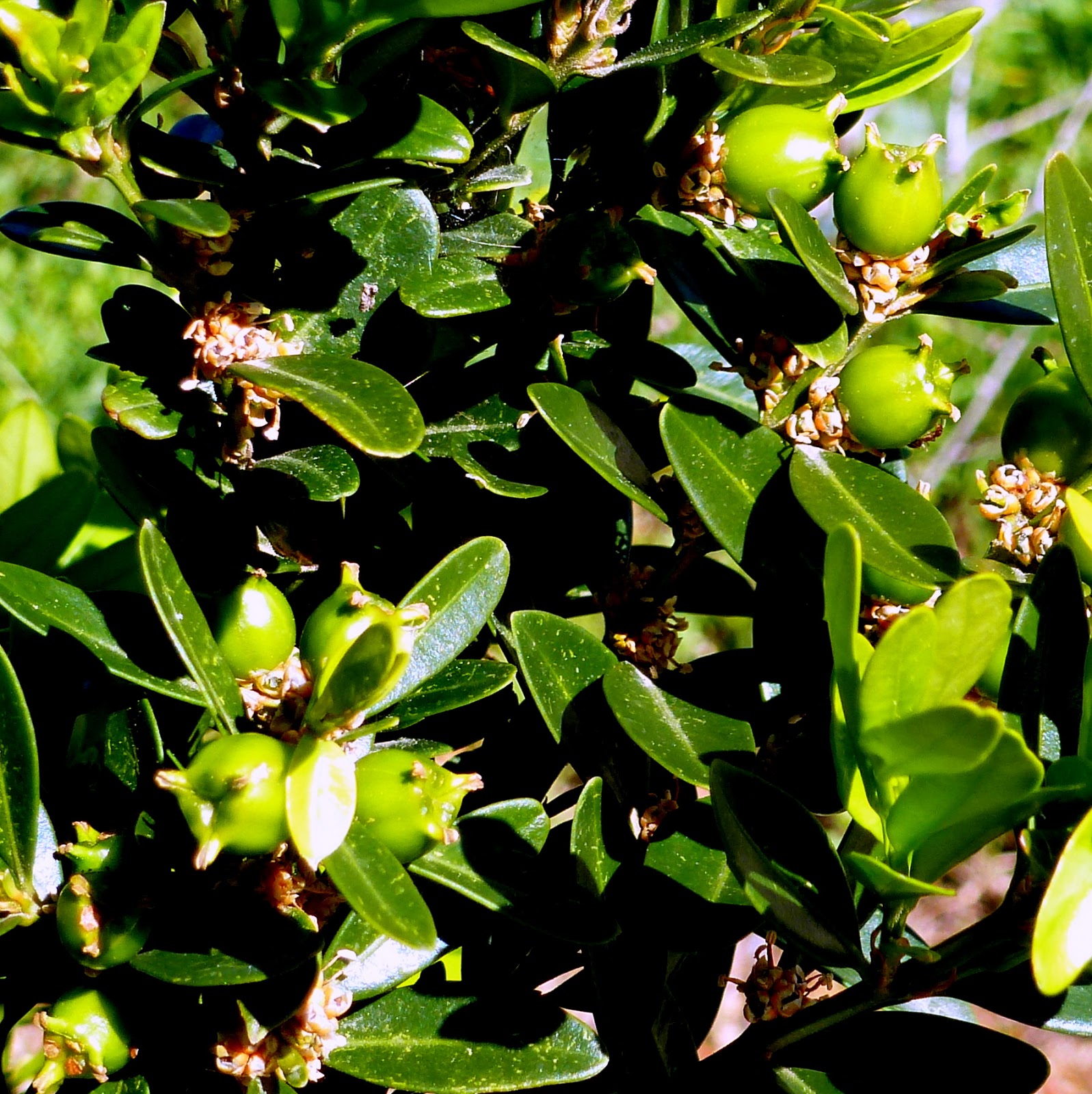 Árboles con alma: Boj. Boix. (Buxus sempervirens)