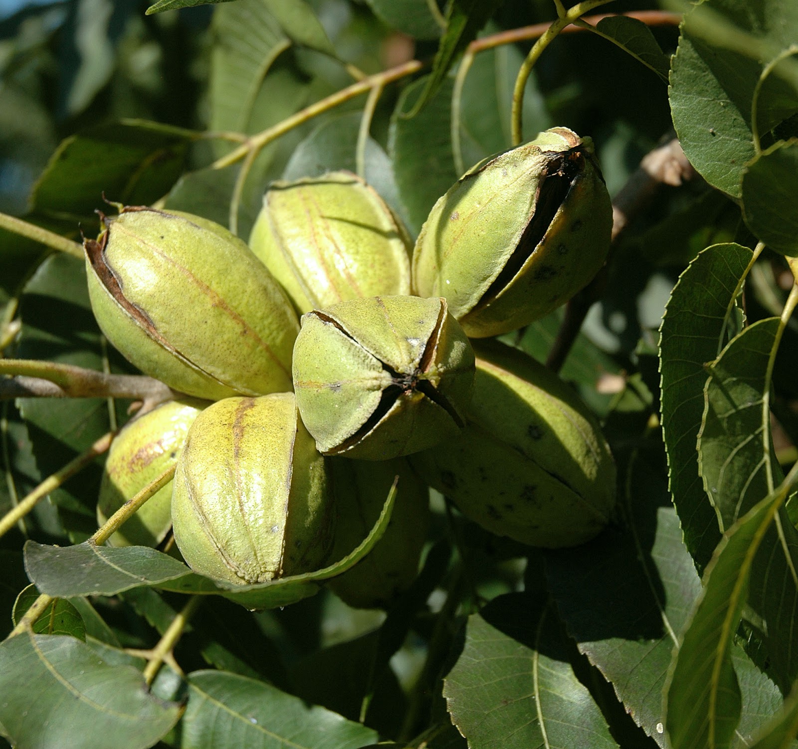 Northern Pecans: More early ripening pecan cultivars