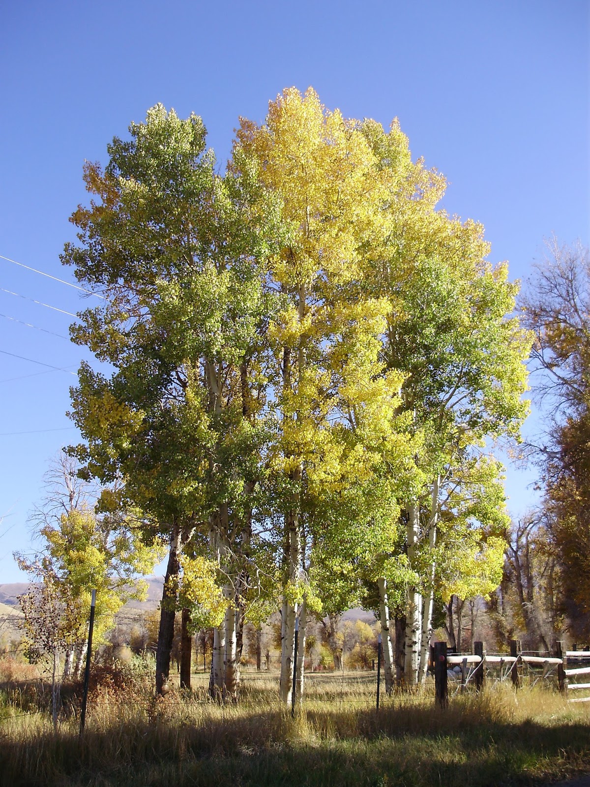 Plant World: Populus tremuloides