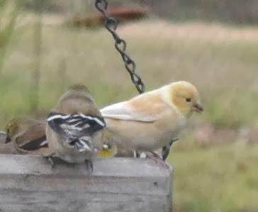 Along Slap Out Gully: Albino goldfinch pays a visit, I think
