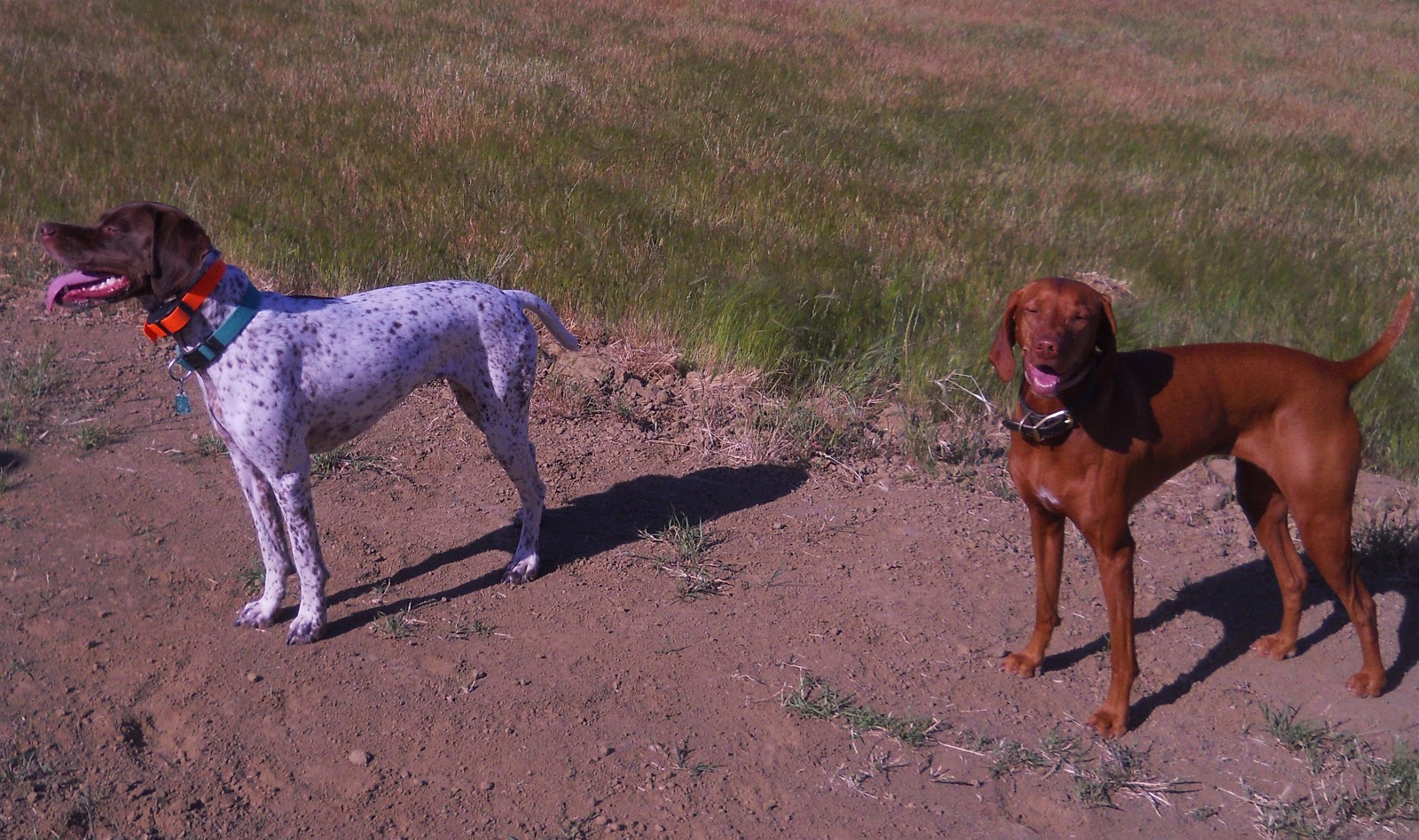 redbirddog - a hungarian pointer (vizsla) blog: The Braques Francais ...