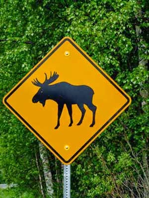 The Ethics of Hunting: Moose Hunting in Vermont