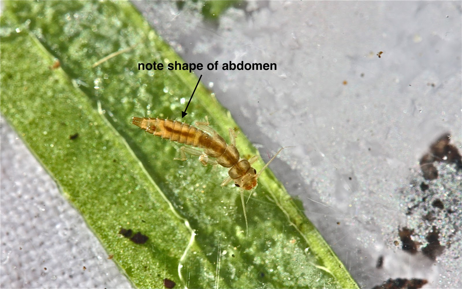 Aquatic Insects of Central Virginia: Another Stonefly Family Returns ...