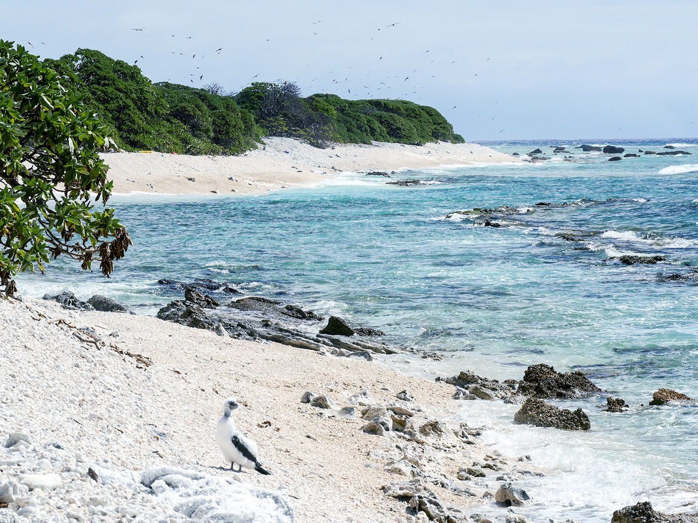 VP6D Ducie Island 2018 – ON4CN – Claude – OT4N