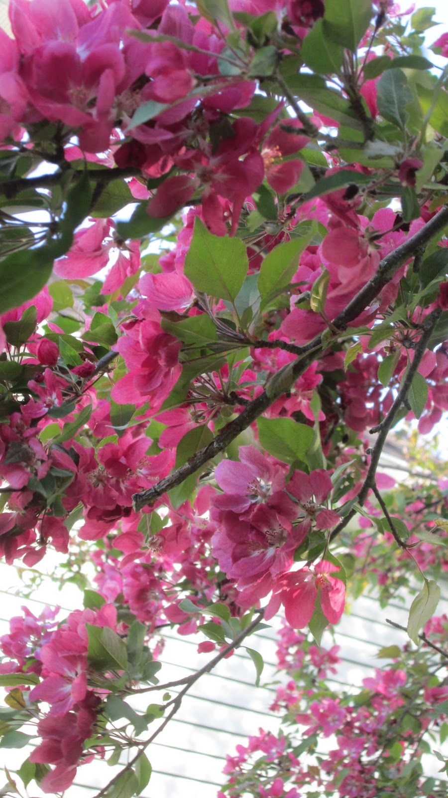 Stell's Cottage: Beautiful Spring Colors