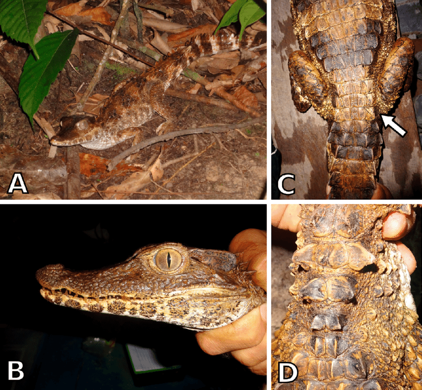Species New to Science: [Herpetology • 2017] Extension of the ...