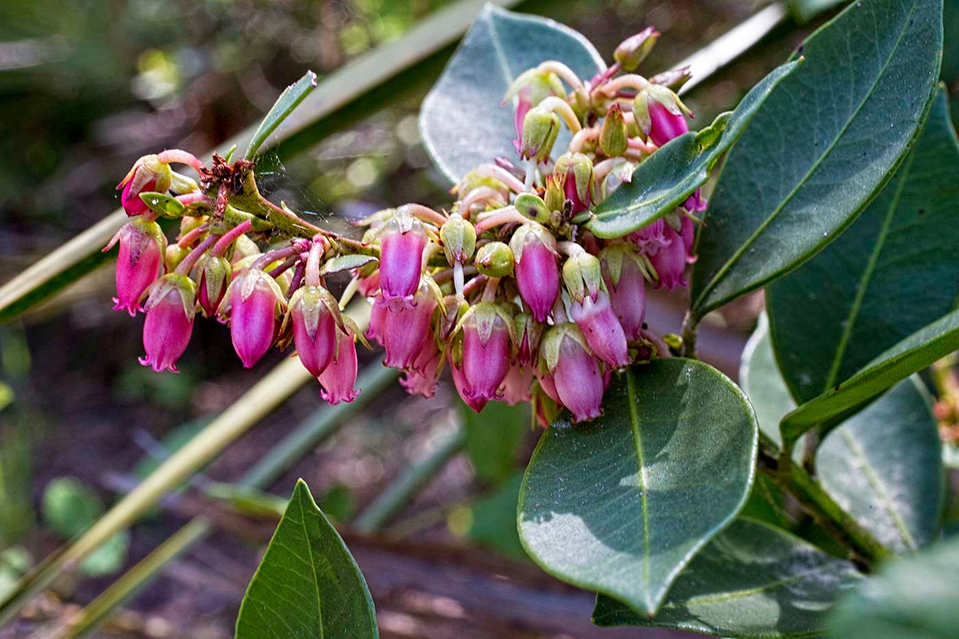 Bob's Photos: April Wildflowers