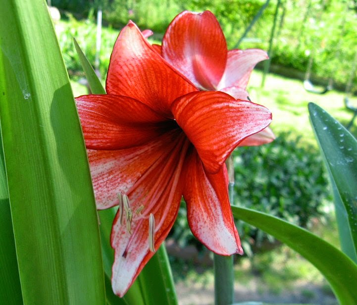 Plants & Such: Red Blotch & Charisma Amaryllis (selfed)