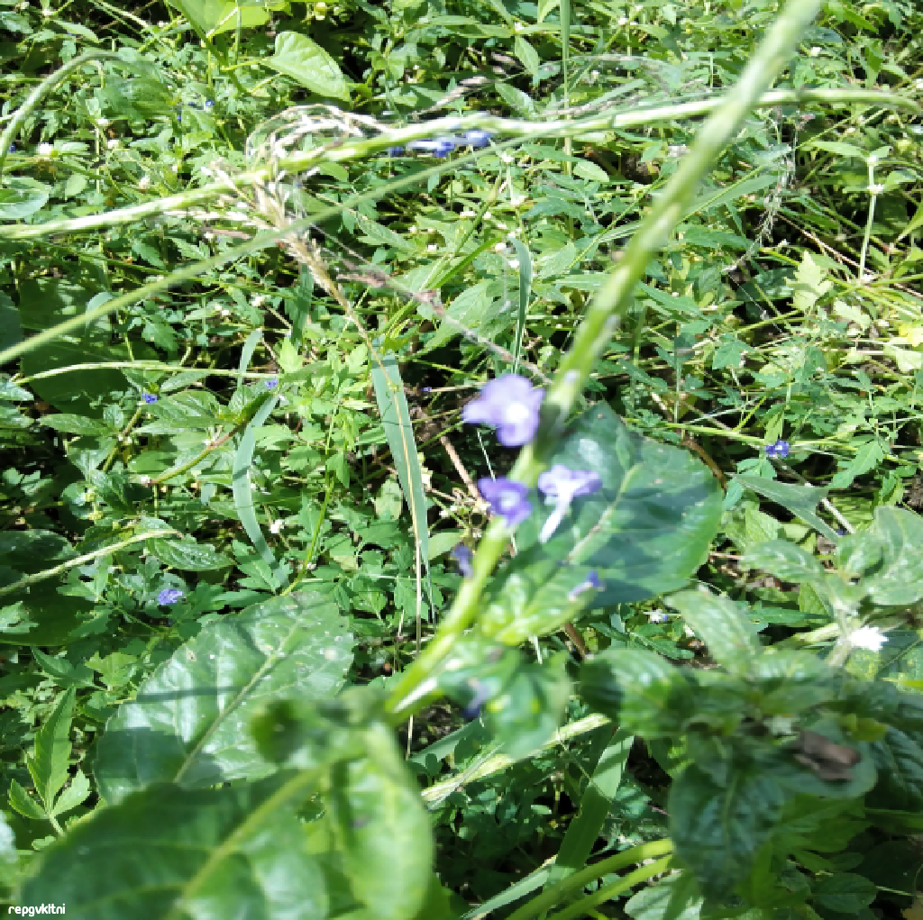 FLOWERS: INDIAN SNAKEWEED FLOWER - சீமை நாயுருவி பூ