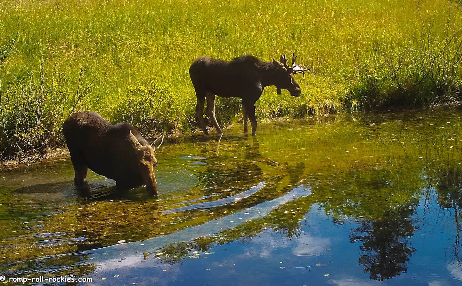 Romping and Rolling in the Rockies: Moose During Mating Season