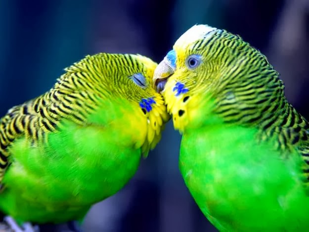 B.I. dos animais: Periquito