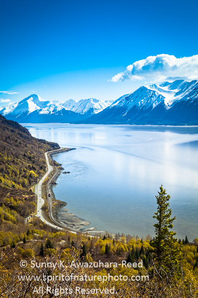 Sunny in Wilderness: Spring Greens - Turnagain Arm of Cook Inlet, Alaska