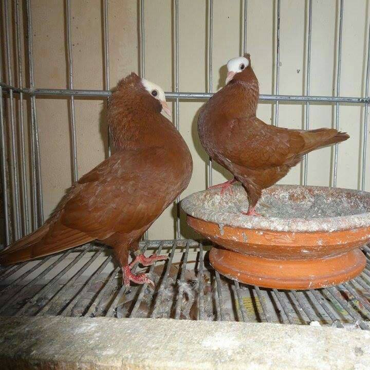 World of Pigeons and Doves: Mookee Pigeon