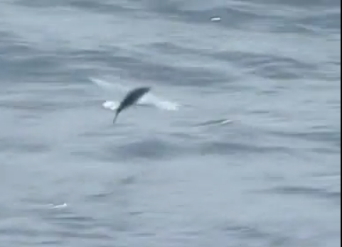 Amazing flying fish! | discover-wd