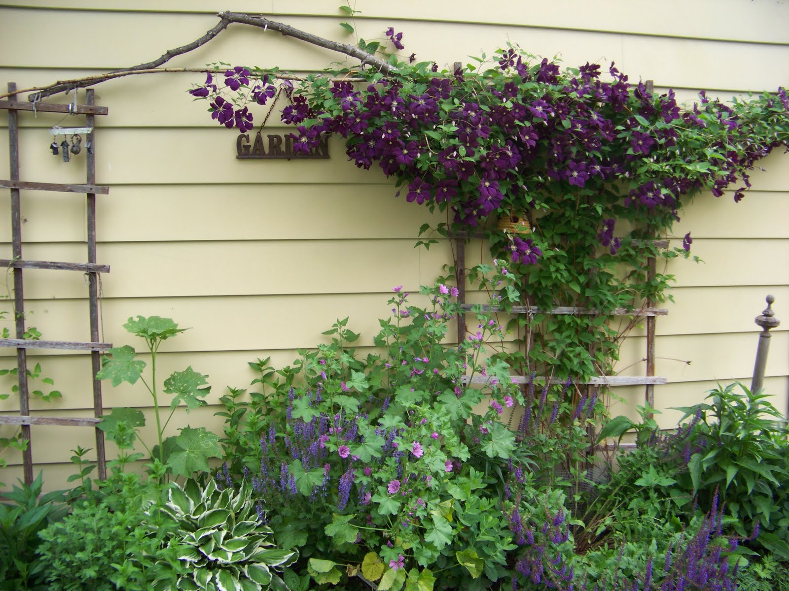 I Love My Garden: Clematis Photos- Best of 2011: Part 1