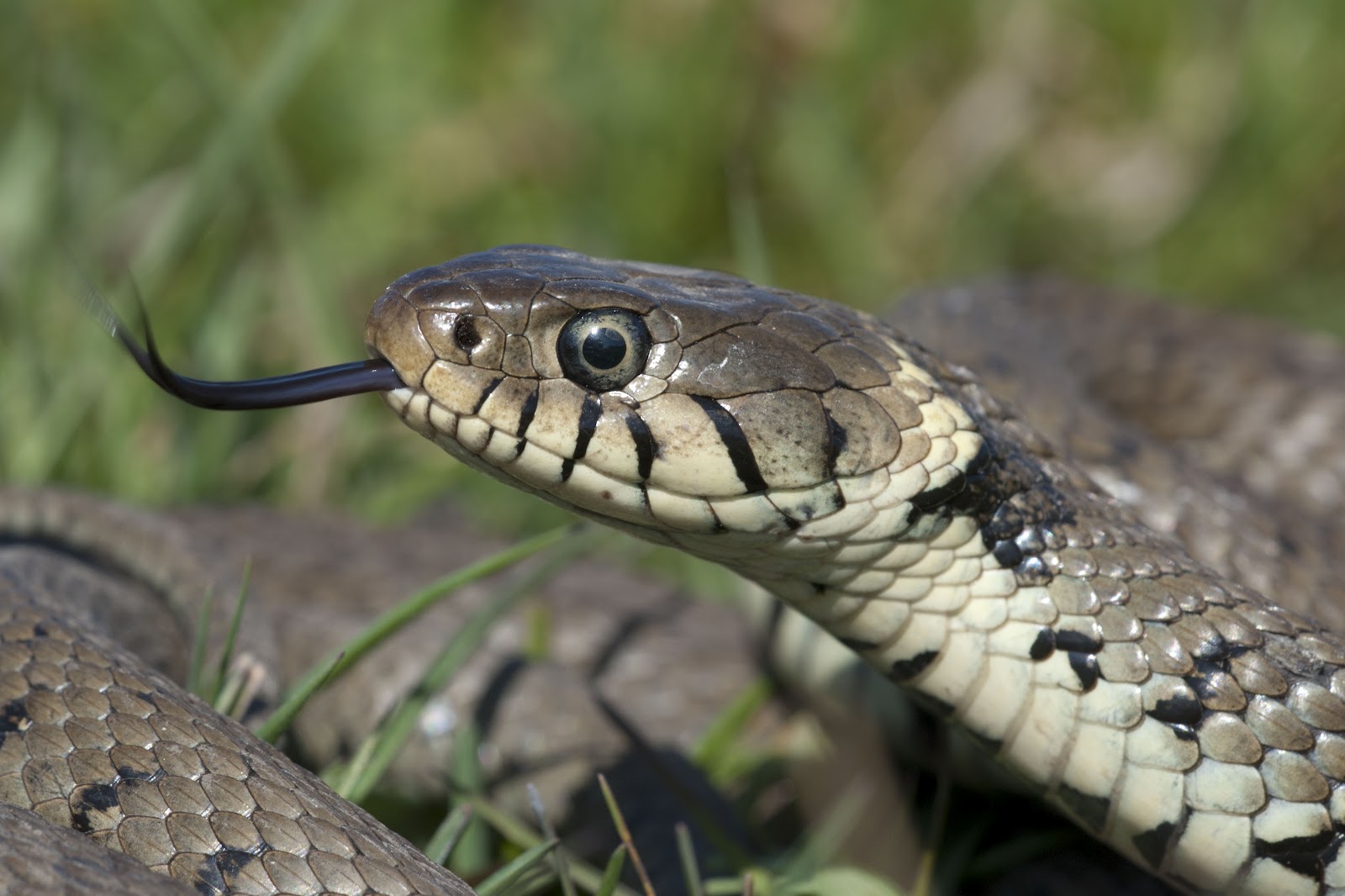 Yorkshire Field Herping and Wildlife Photography: First Grass Snake of ...
