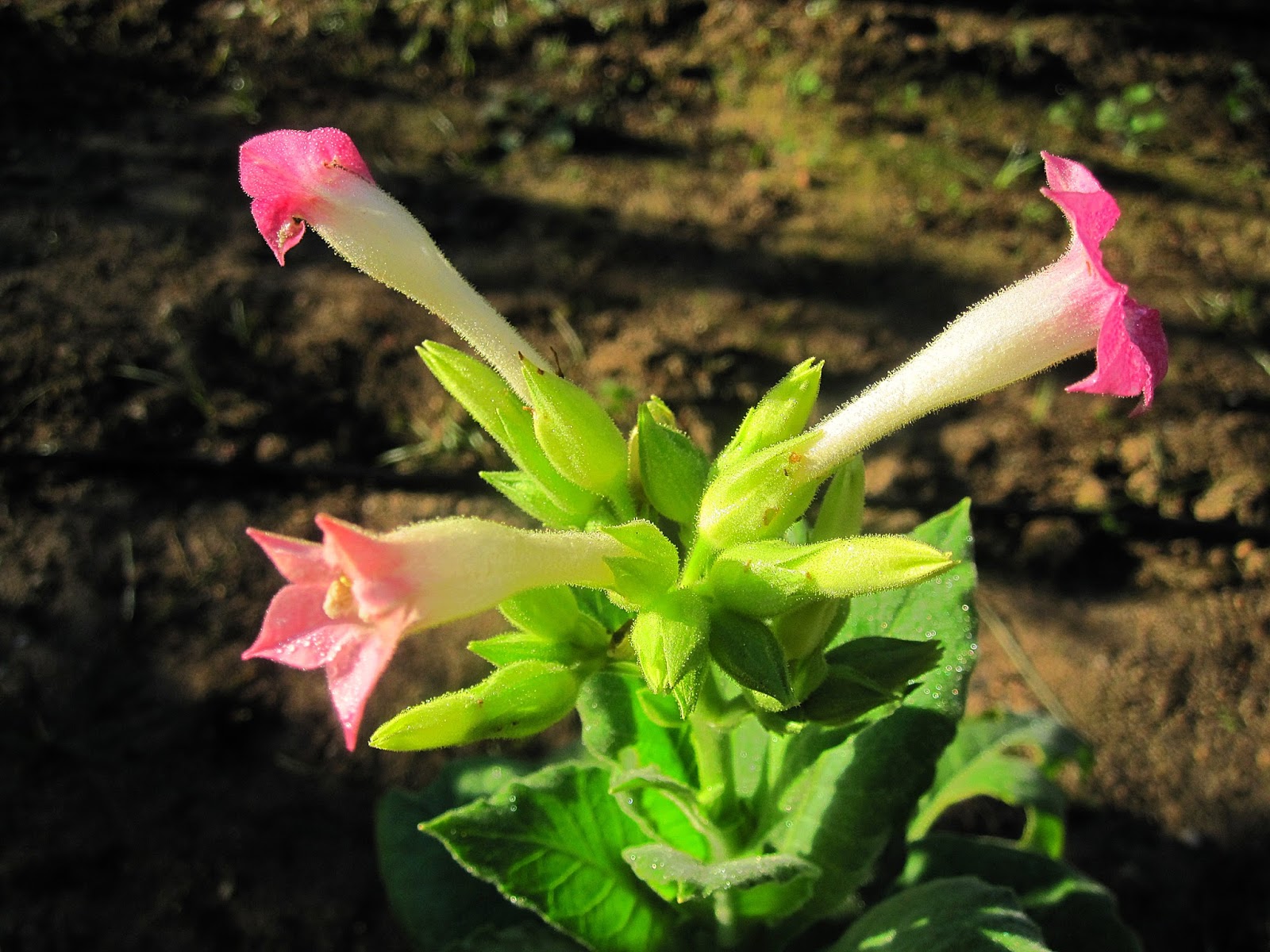 Universo Botánico: Nicotiana tabacum L.