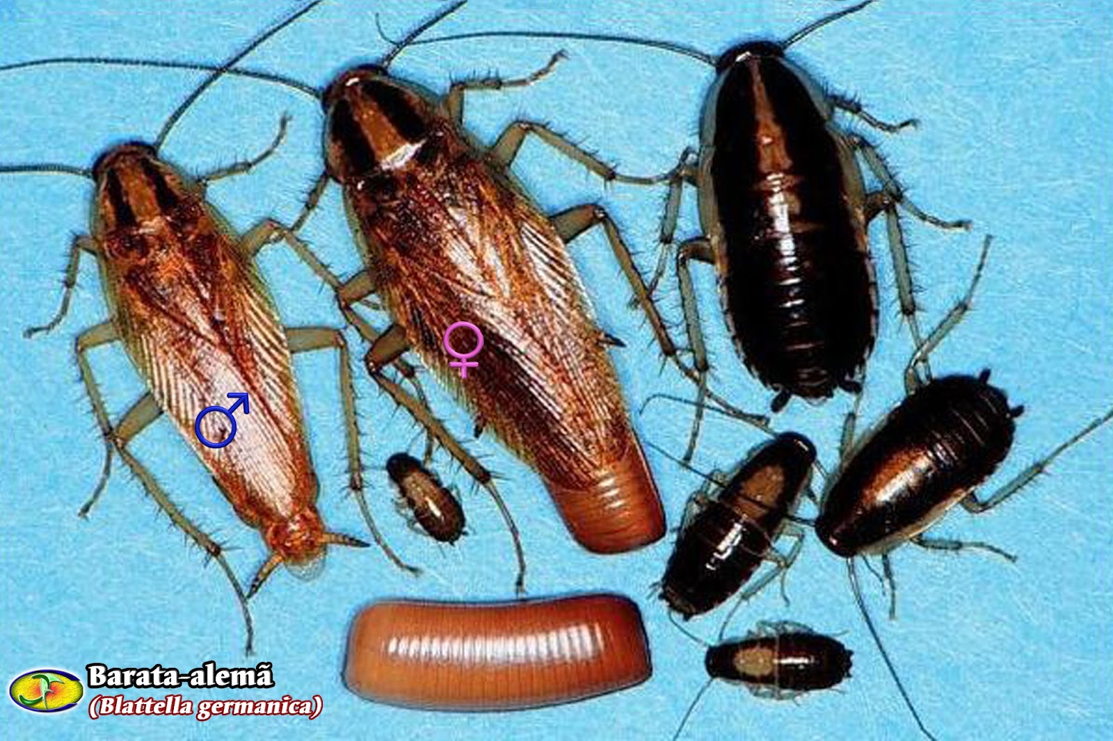 Fauna: Barata-alemã (Blattella germanica)