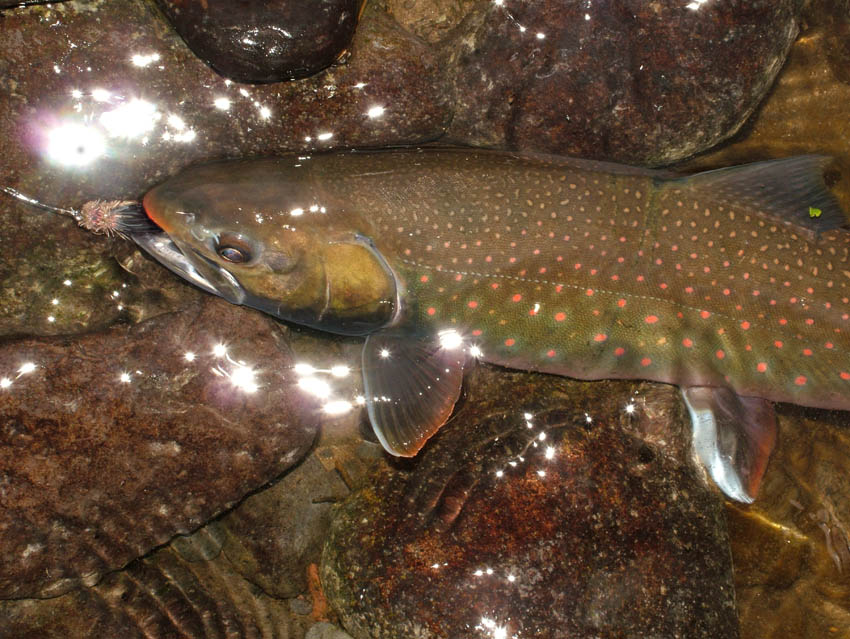 Chavanga Fish Blog: Kamchatka for everyone can be other. Flyfishing ...