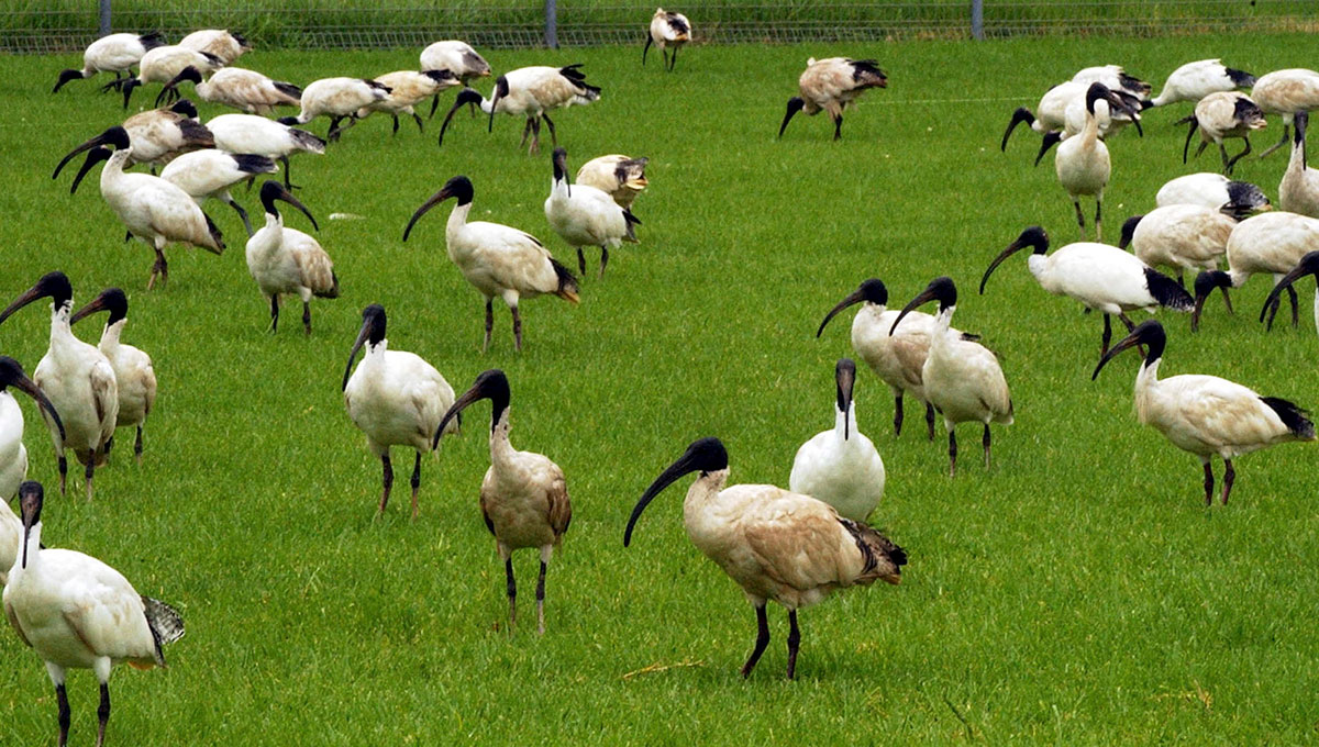 Clancy Tucker's Blog: 7 June 2018 - FACTS ABOUT THE IBIS