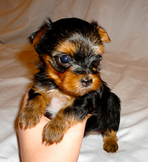 Courtney's AKC Yorkies: Puppies 4 Weeks Old