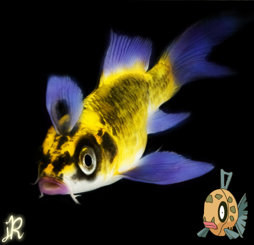 Pokébom: Os dois Peixinhos- Magikarp & Feebas