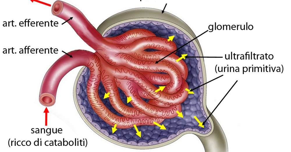 Fisiologia do Exercício