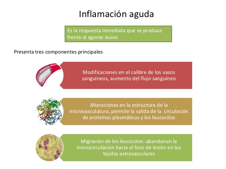 Sabes que es el proceso de inflamación y su importancia.
