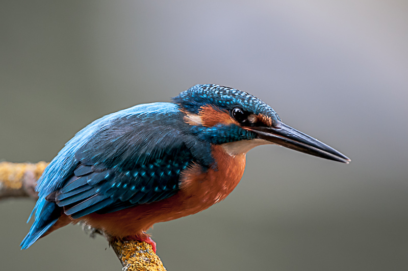 TERRA VIVA: GUARDA-RIOS