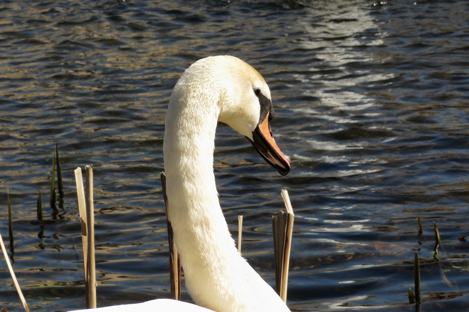 Norman & Norma - A Swan Love Story