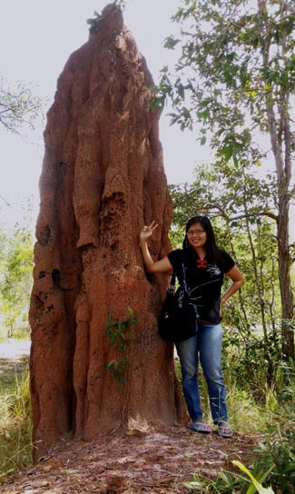 Musamus, Sarang Semut Raksasa di Papua yang Bisa Mencapai 5 Meter ...