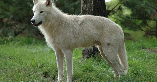 Mengenal Serigala dan Jenis-jenisnya