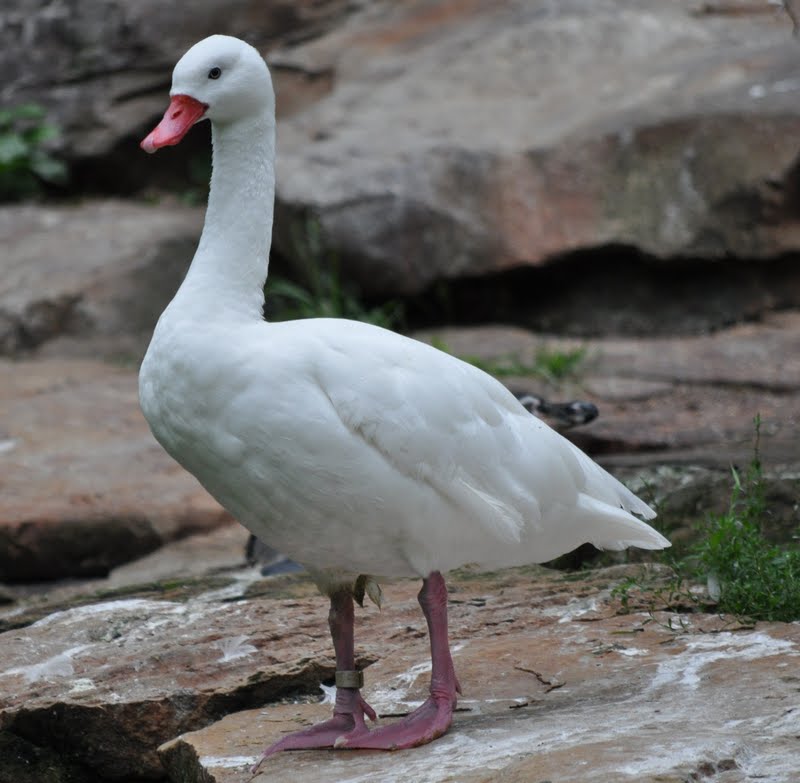 ZOOTOGRAFIANDO (6.100 ANIMALS): CISNE COSCOROBA / COSCOROBA SWAN ...