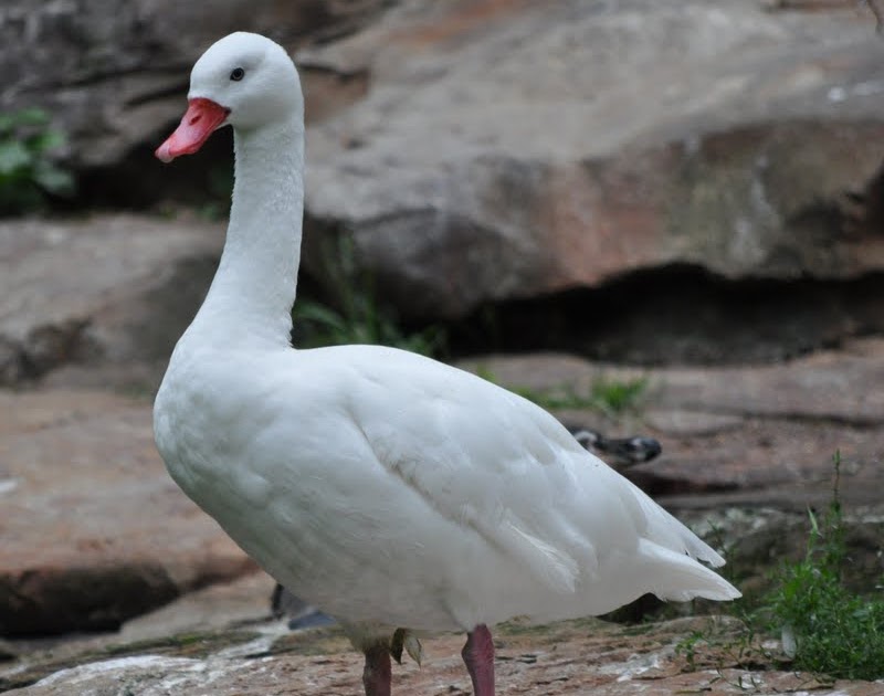 ZOOTOGRAFIANDO (6.100 ANIMALS): CISNE COSCOROBA / COSCOROBA SWAN ...