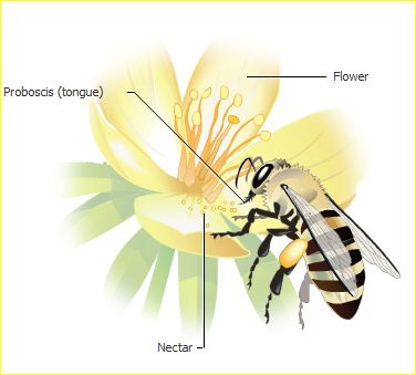 seraphim blog: THE MYSTERY BEHIND HONEY PRODUCTION BY BEES
