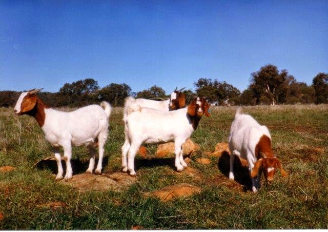 Margaret Muir : The Boer Goat – its history, its features and qualities
